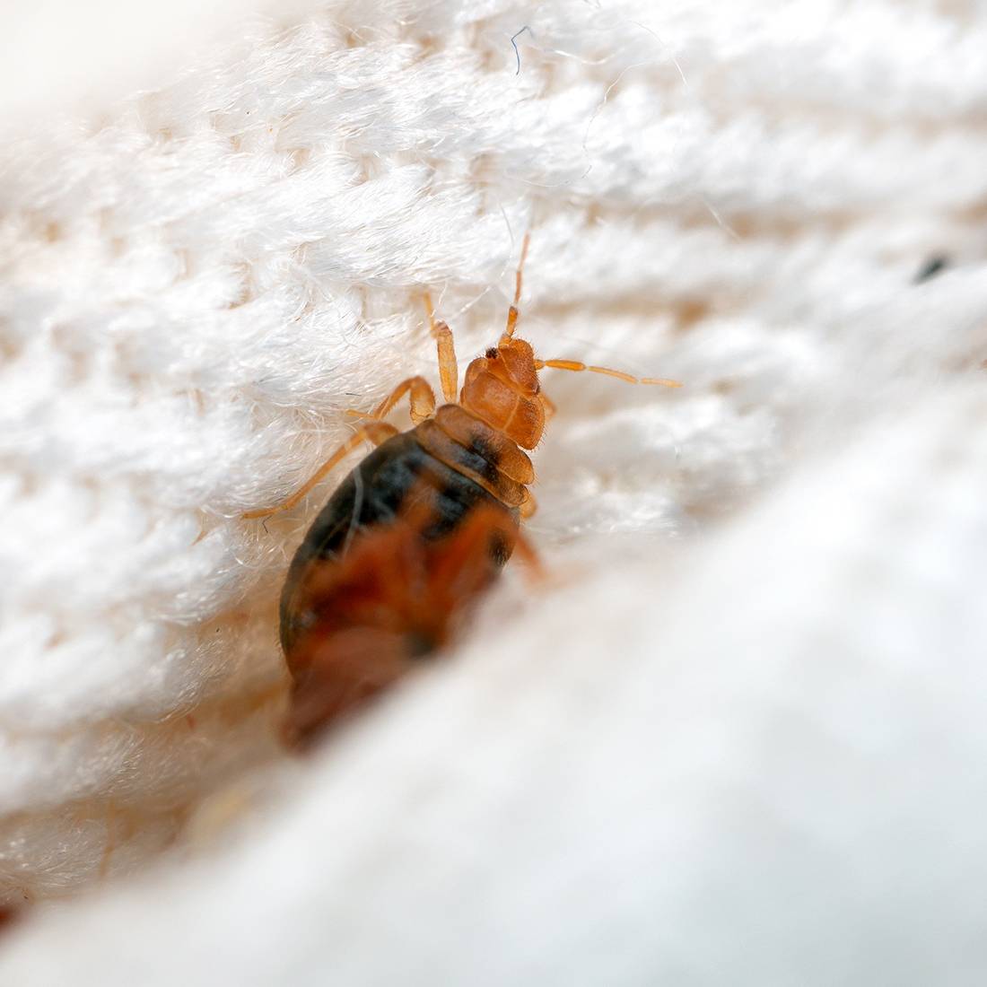 How to Tell if Your Rash is from Bed Bugs - Eastern-Burkholder ...